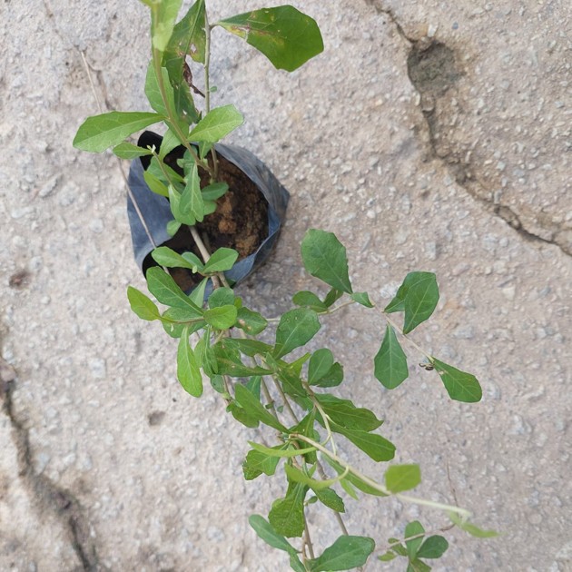 Buy Buy Vernonia Elaeagnifolia (Curtain Creeper) | Swee Bee Contractor ...