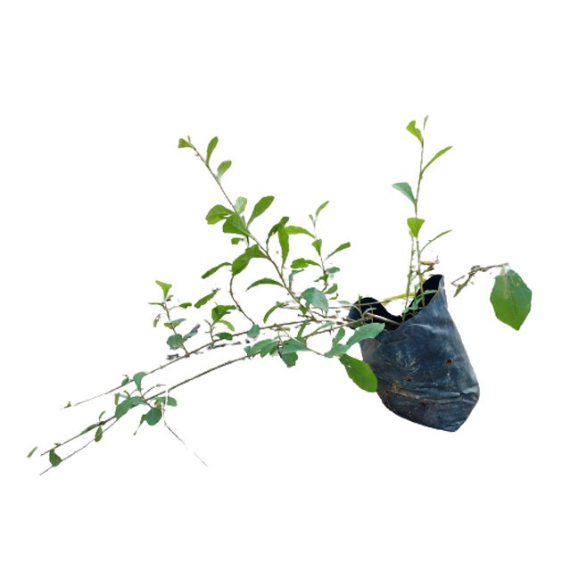 Buy Buy Vernonia Elaeagnifolia (Curtain Creeper) | Swee Bee Contractor ...