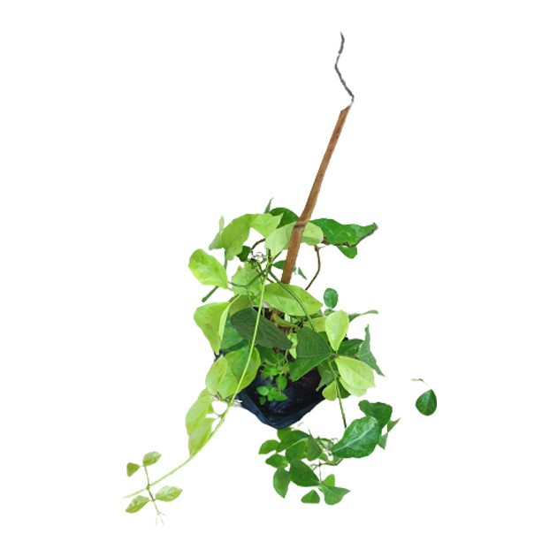 Buy Buy Dolichandra Unguis-cati (Cat's claw creeper) | Swee Bee ...