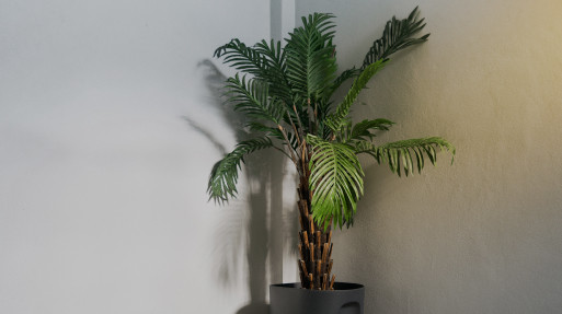 Buy Plants Online | Swee Bee Contractor | Swee Bee Contractor Pte Ltd